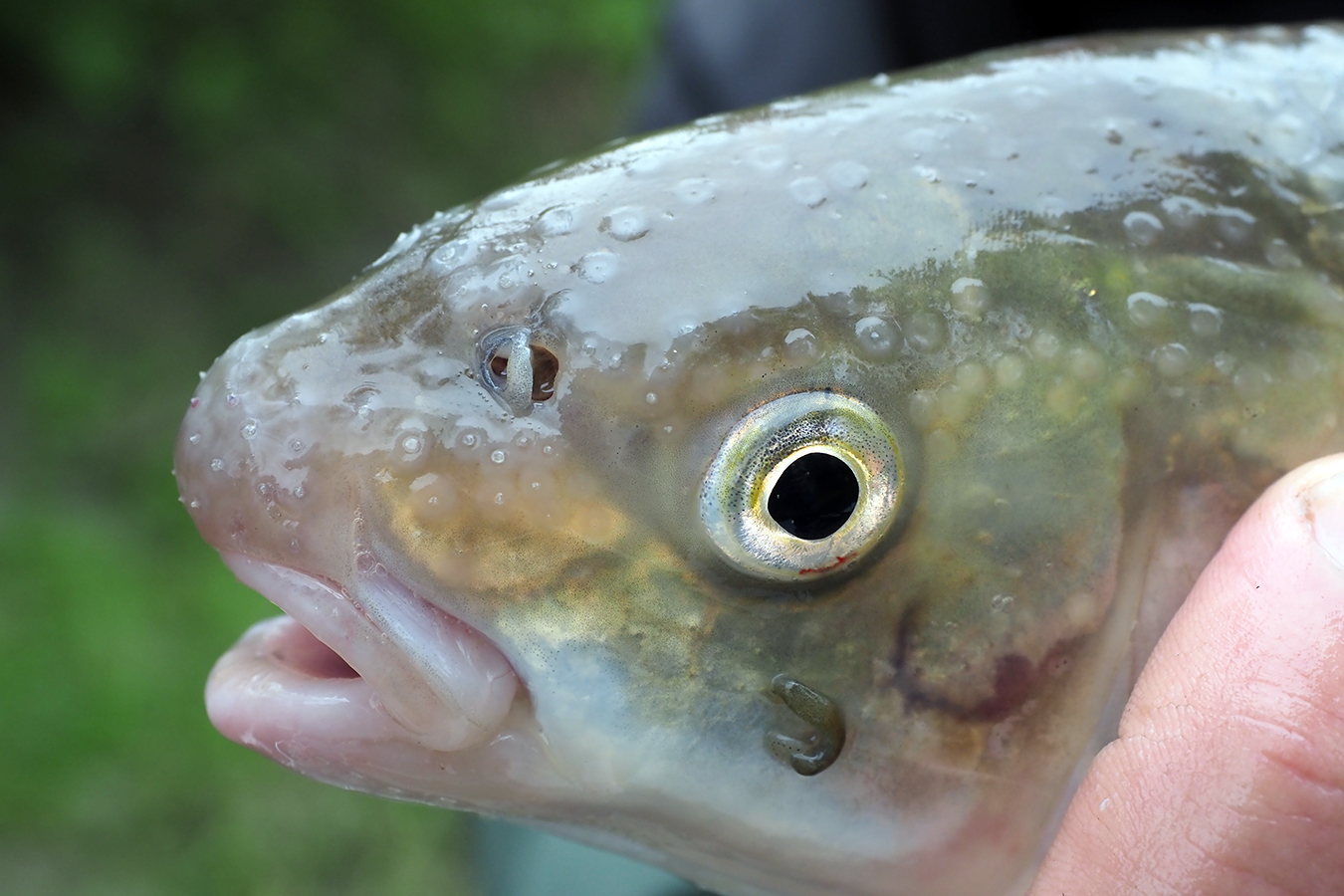 Das Fabelwesen | Nationalpark Donau-Auen