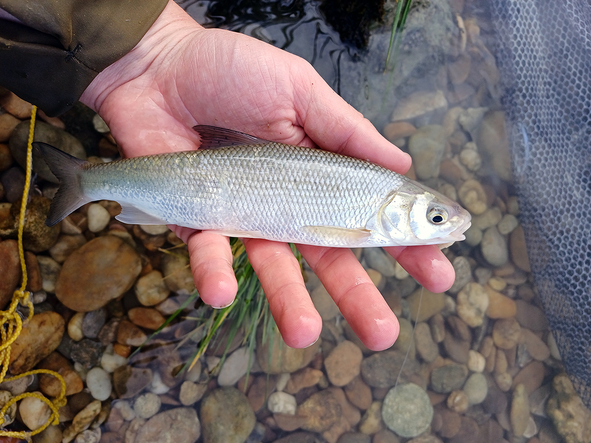 Das Fabelwesen | Nationalpark Donau-Auen