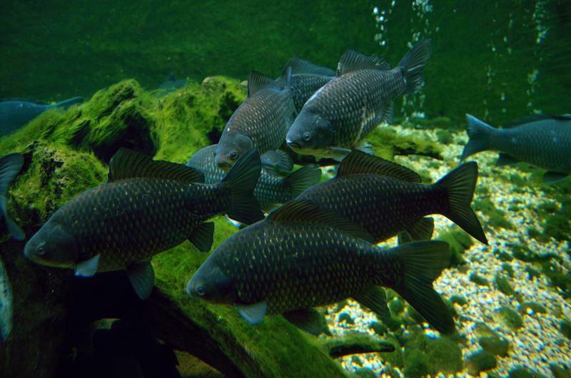 Giebel │ Nationalpark Donau-Auen