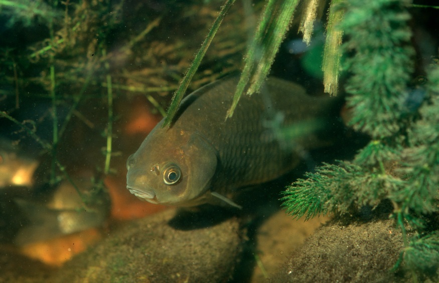 Giebel │ Nationalpark Donau-Auen