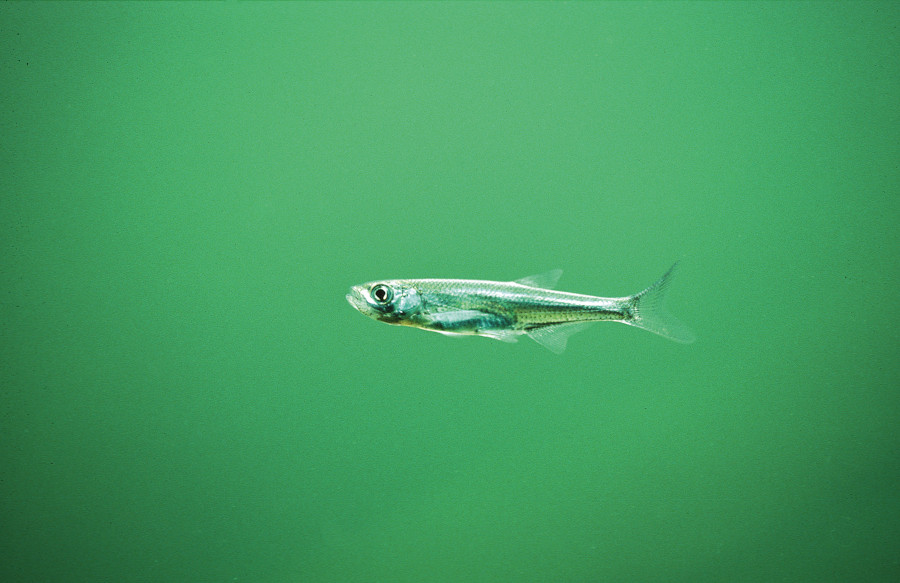 Laube │ Nationalpark Donau-Auen