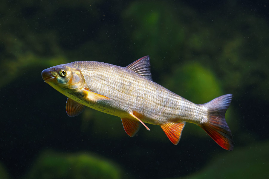 Nase │ Nationalpark Donau-Auen