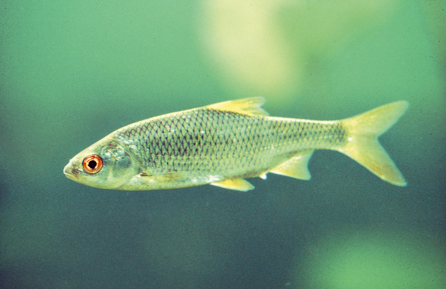 Rotauge │ Nationalpark Donau-Auen