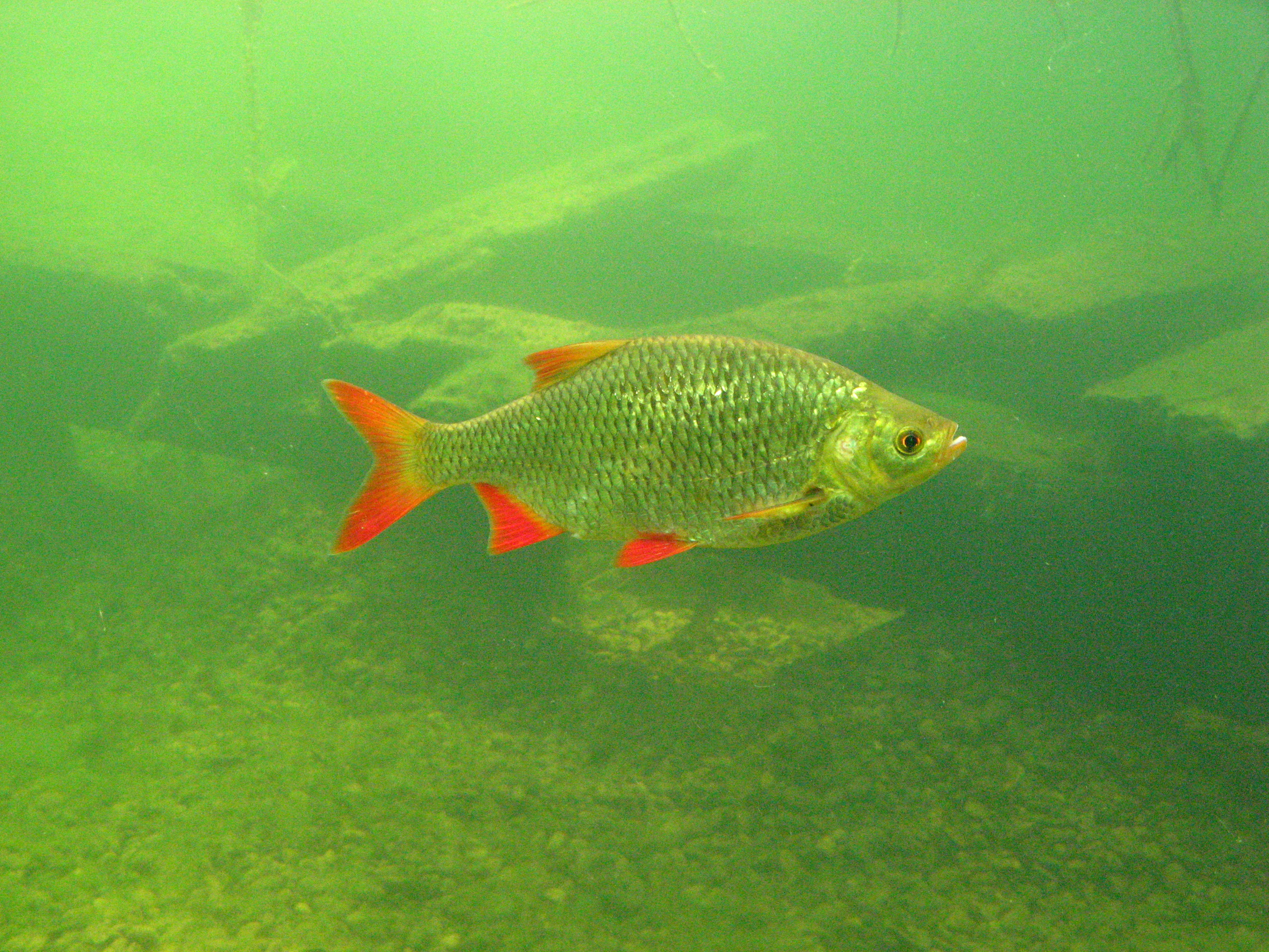 Rotfeder │ Nationalpark Donau-Auen