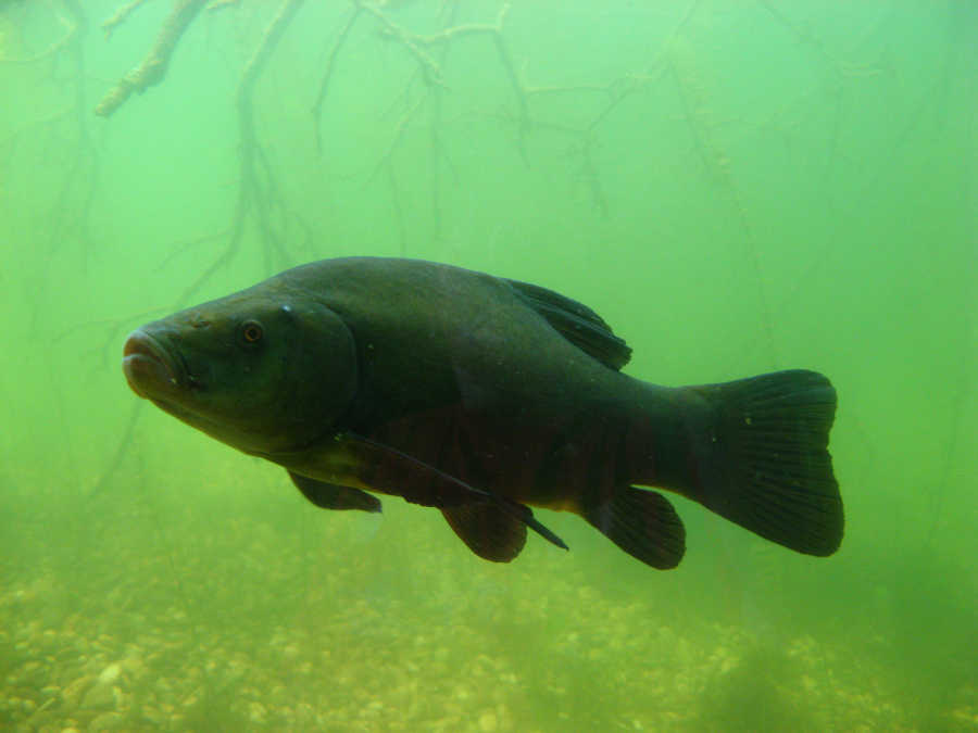 Schleie │ Nationalpark Donau-Auen