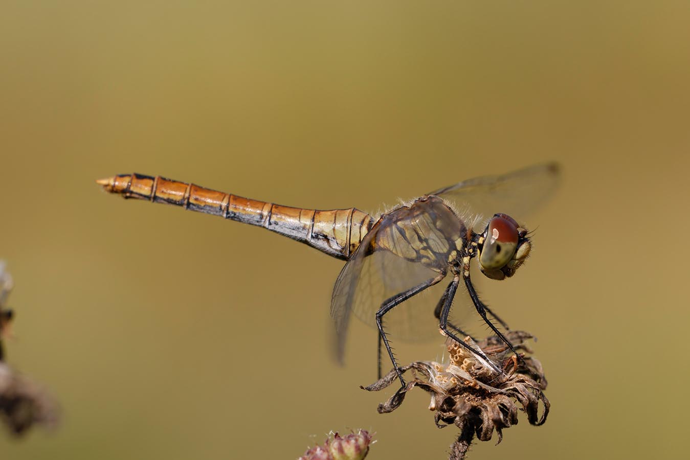 Blutrote Heidelibelle │ Nationalpark Donau-Auen