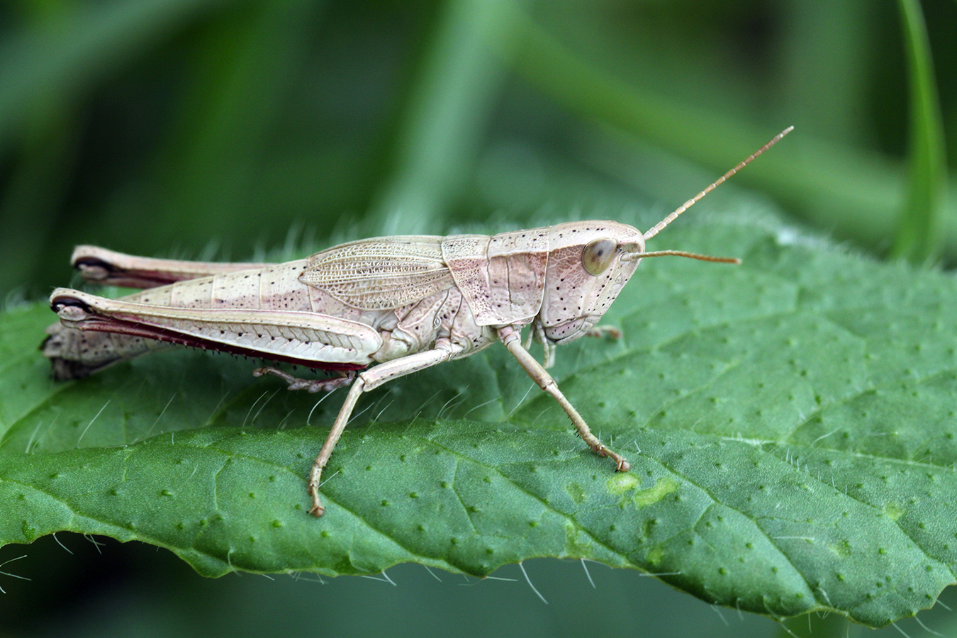 Große Goldschrecke │ Nationalpark Donau-Auen