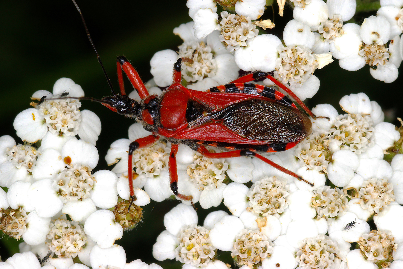 Rote Mordwanze │ Nationalpark Donau-Auen