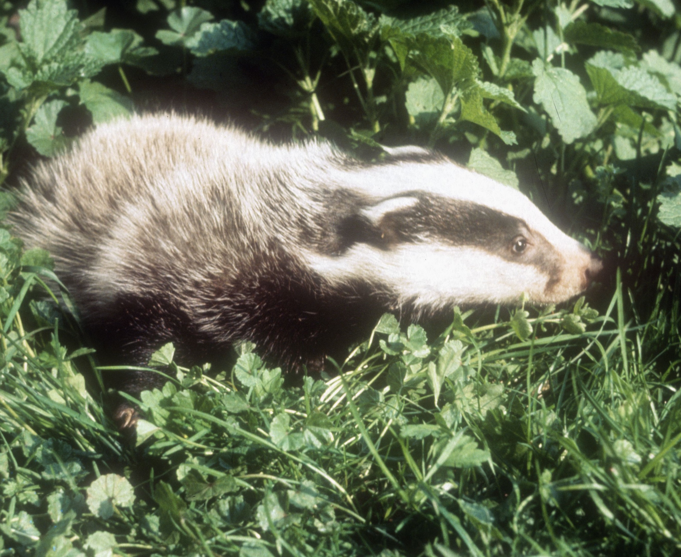 Dachs │ Nationalpark Donau-Auen