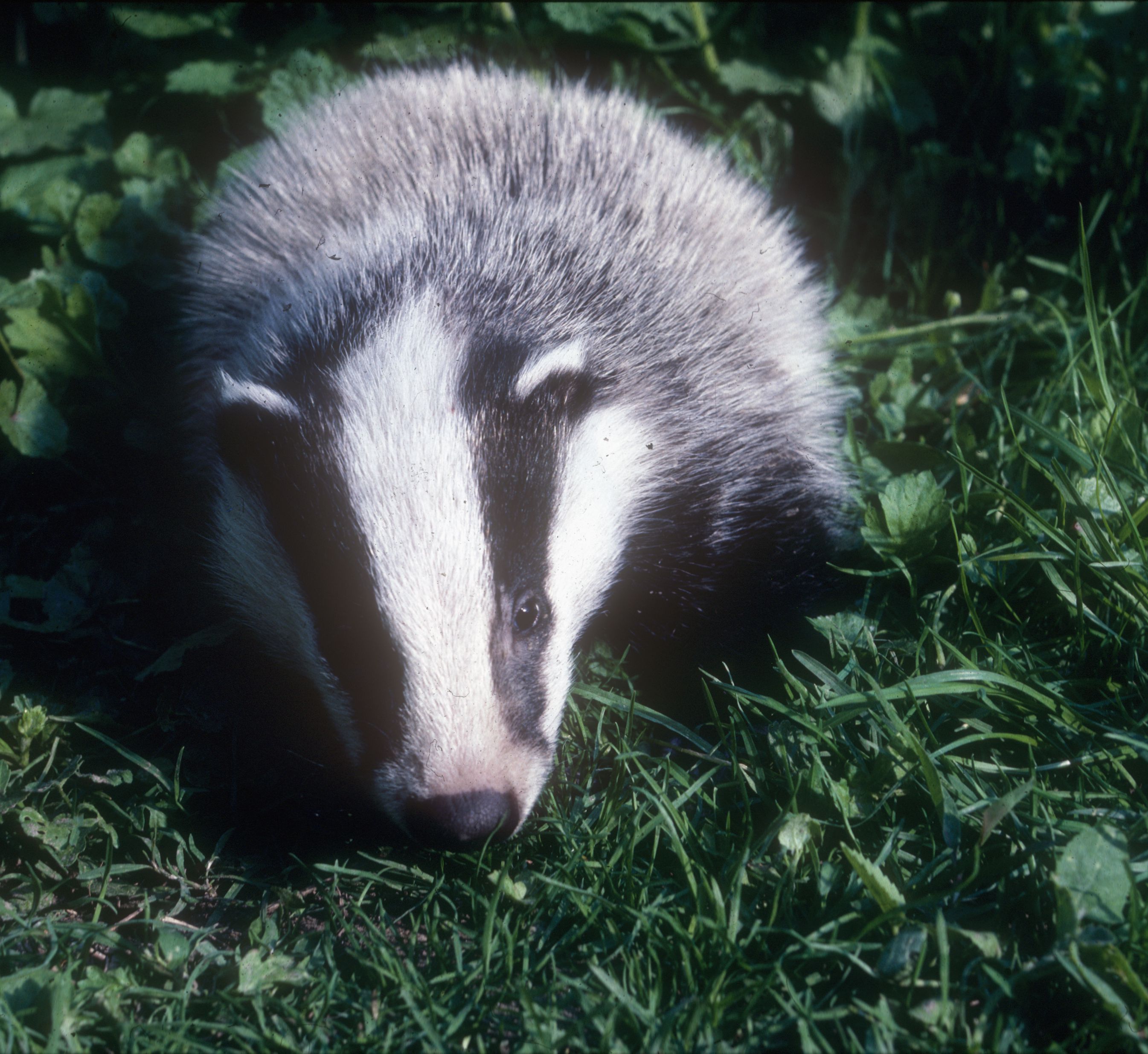 Dachs │ Nationalpark Donau-Auen
