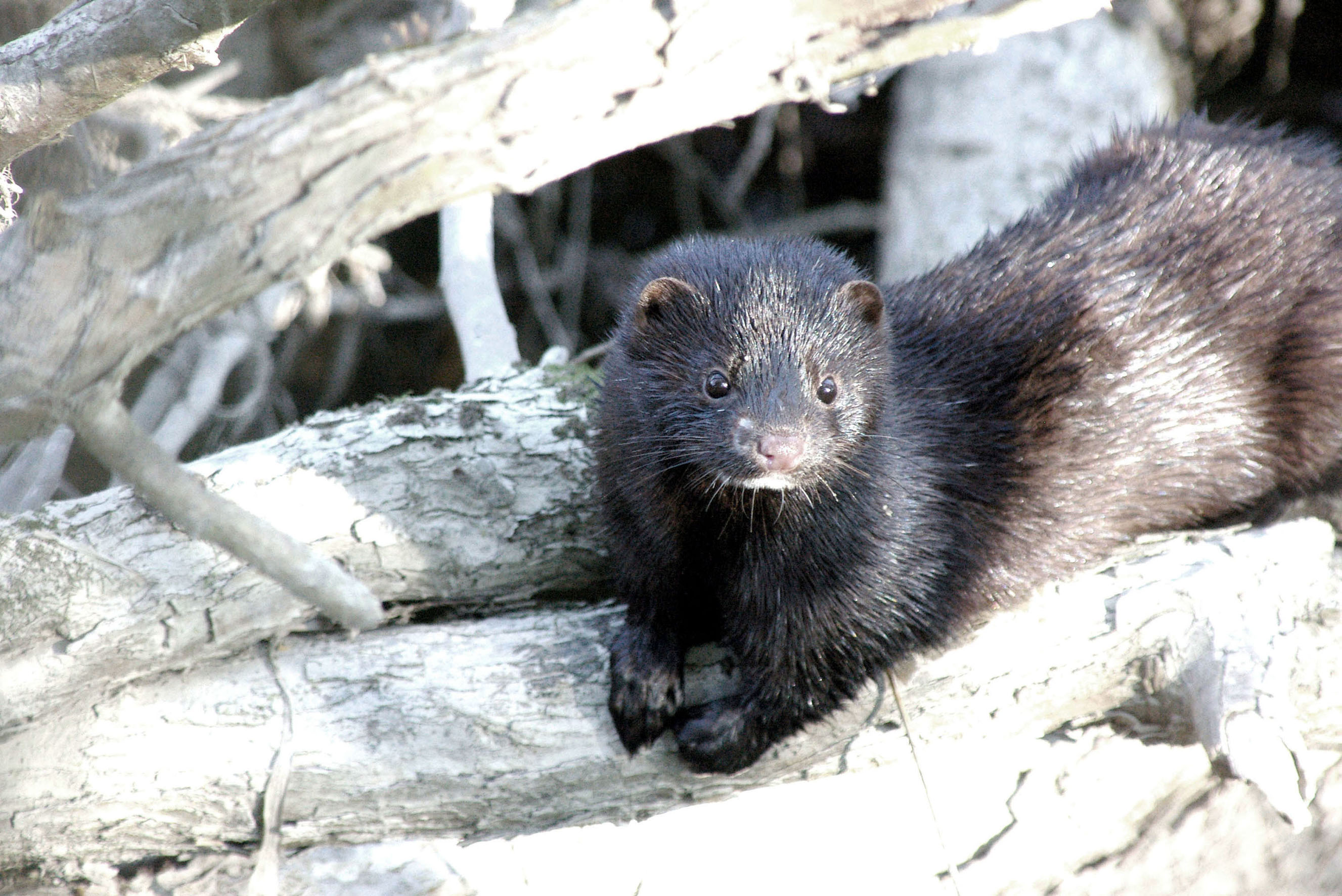 Mink │ Nationalpark Donau-Auen