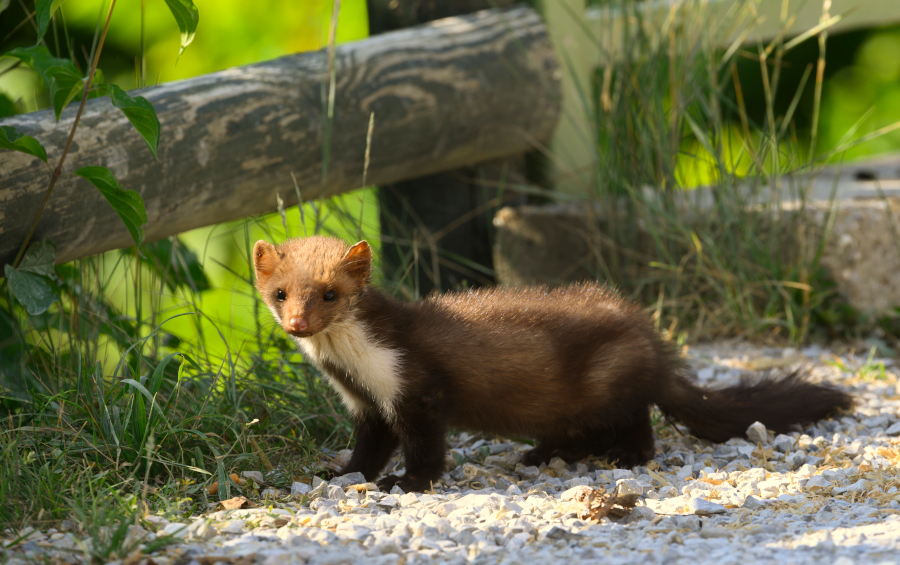 Steinmarder │ Nationalpark Donau-Auen