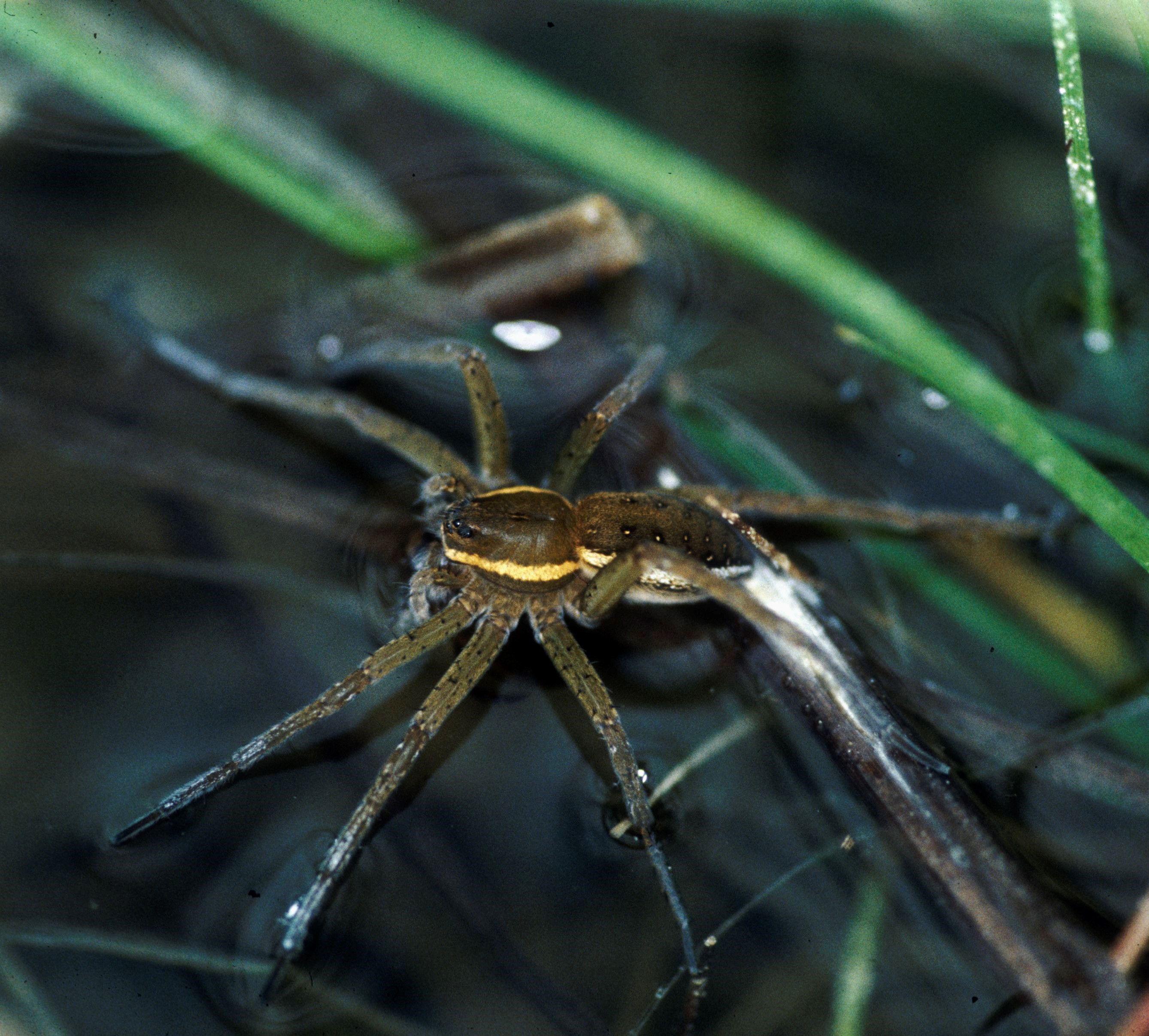 Gerandete Jagdspinne │ Nationalpark Donau-Auen