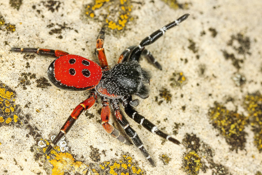Rote Röhrenspinne │ Nationalpark Donau-Auen