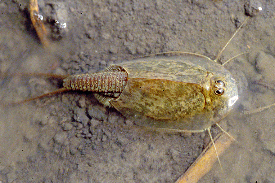 Triops, "Urzeitkrebs" │ Nationalpark Donau-Auen