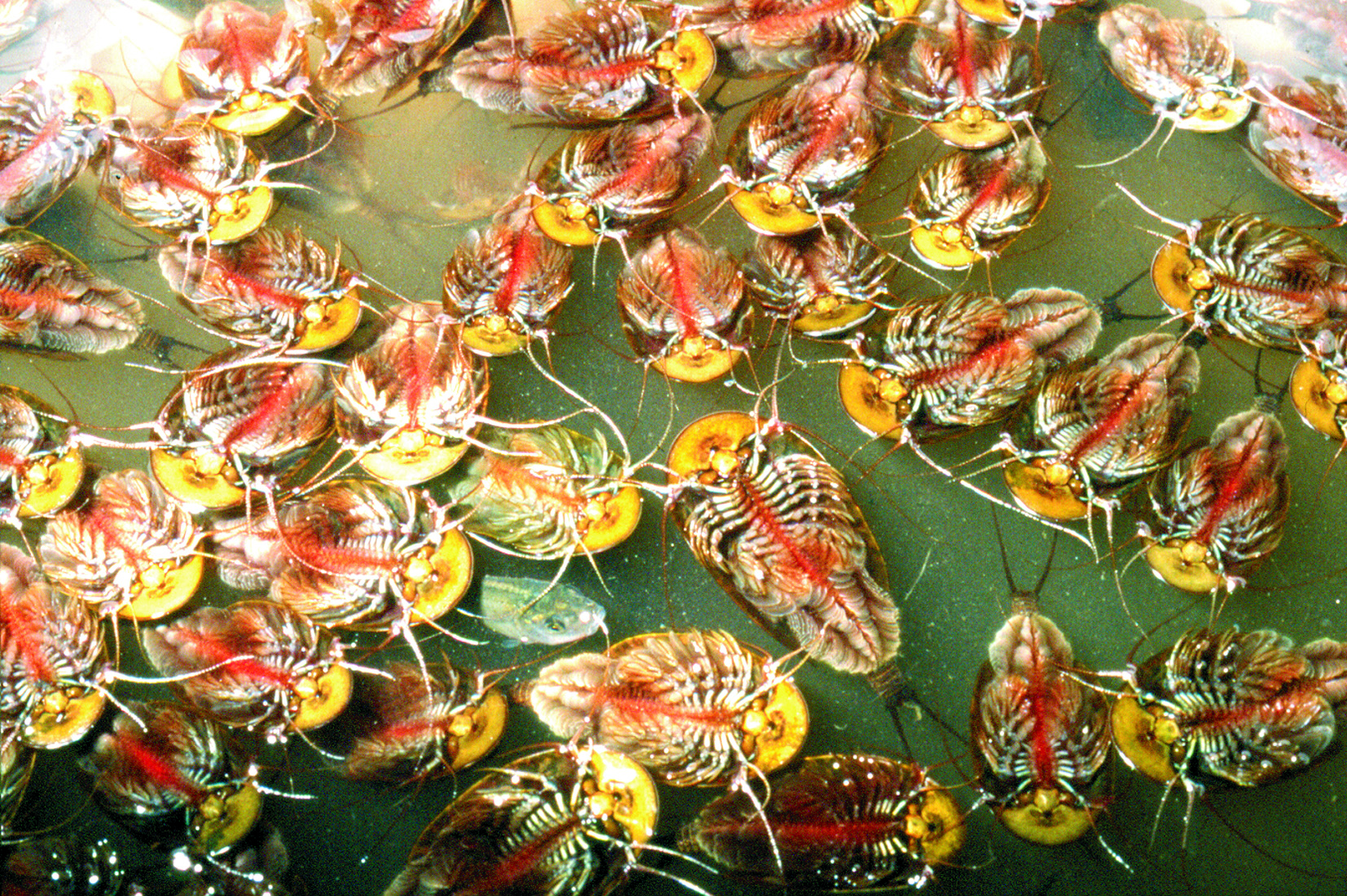 Triops, "Urzeitkrebs" │ Nationalpark Donau-Auen