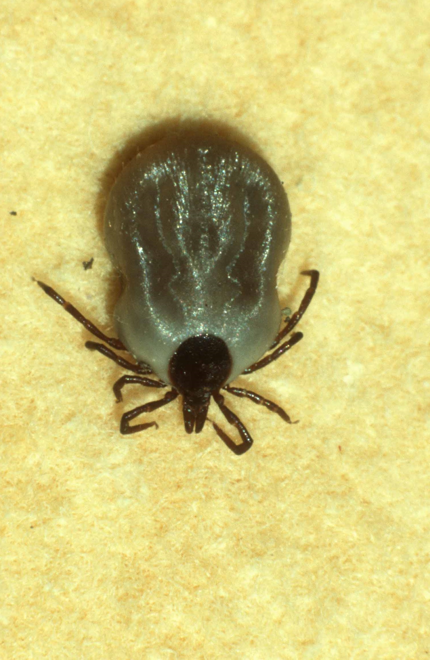 Zecke │ Nationalpark Donau-Auen