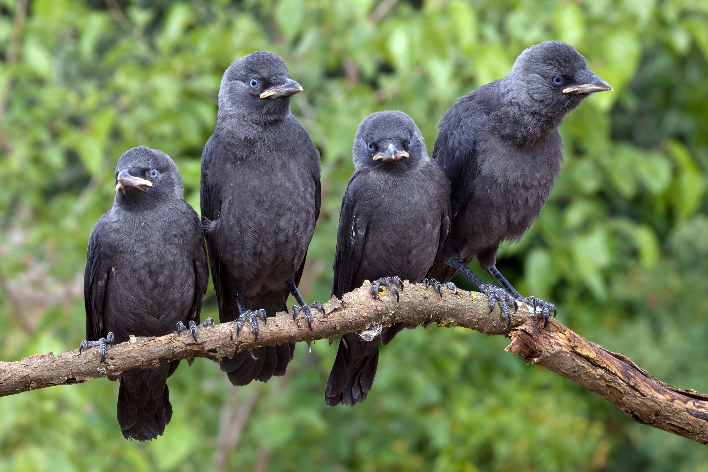 Dohle │ Nationalpark Donau-Auen
