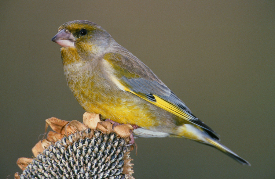 Grünfink │ Nationalpark Donau-Auen