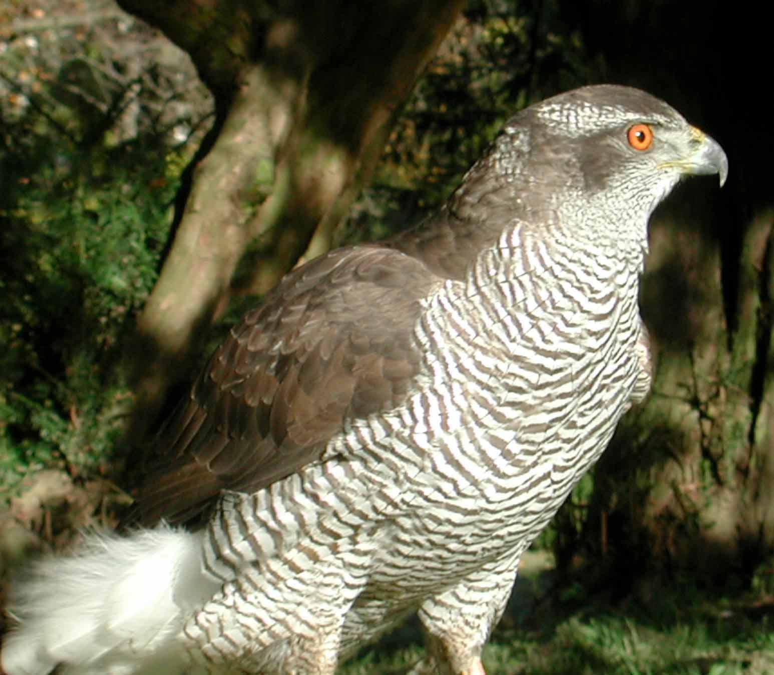 Habicht │ Nationalpark Donau-Auen