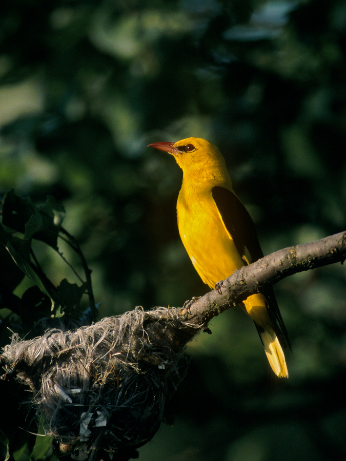Pirol │ Nationalpark Donau-Auen
