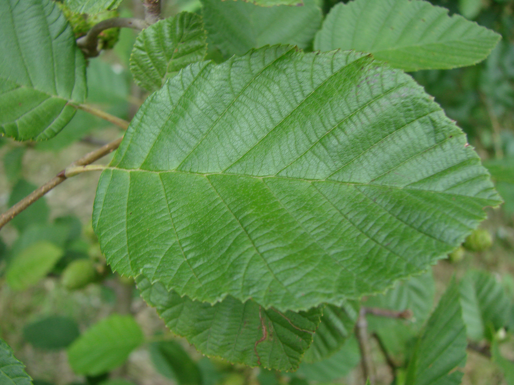 Grau Erle Blatt