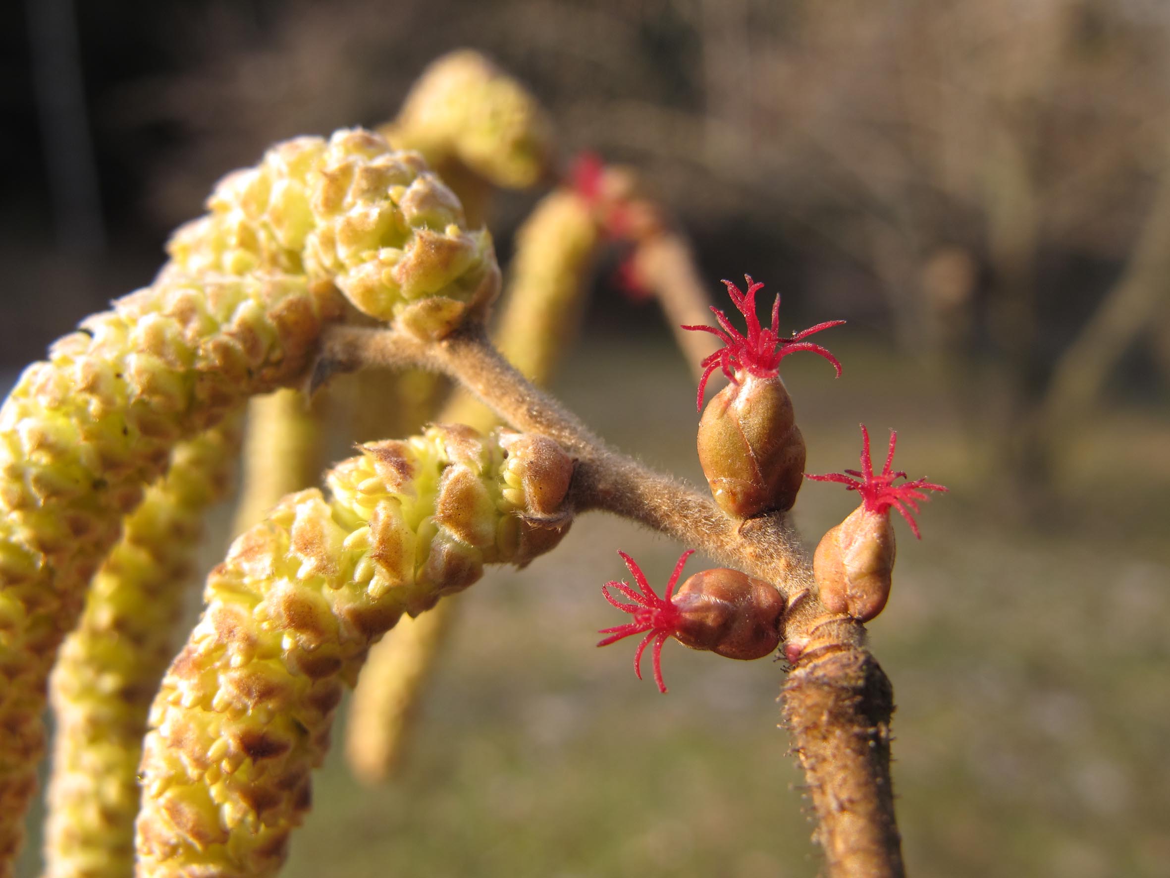 Gewöhnliche Hasel │ Nationalpark Donau-Auen